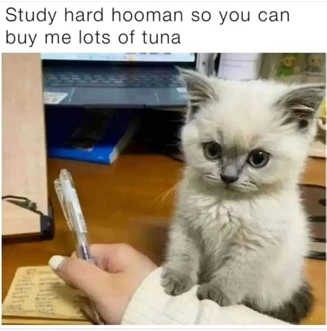 Success Cat Meme