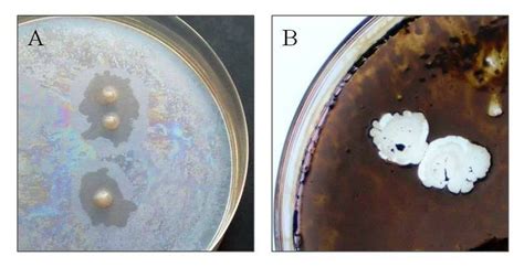 Biosurfactant Production By Arthrobacter Sp N3 Strain Grown On Mineral
