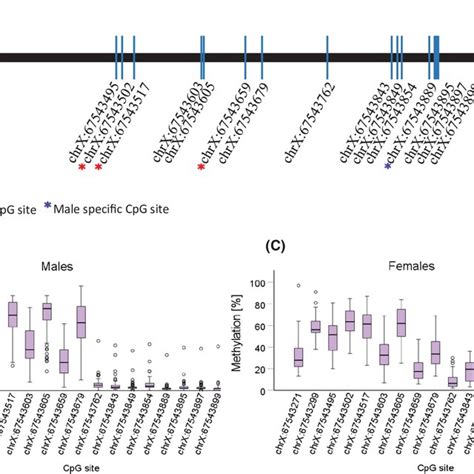 Results Of The Methylation Analysis Of The Ar Promoter Region Of 91 Gbm