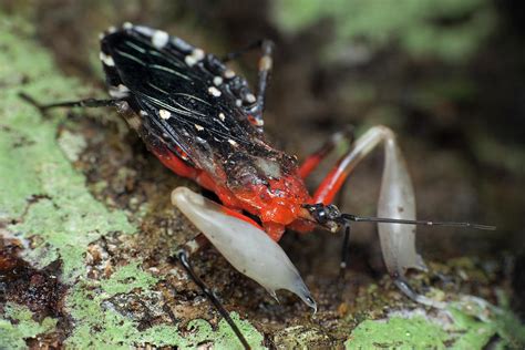 Tree Resin Assassin Bug Photograph By Science Photo Library Pixels