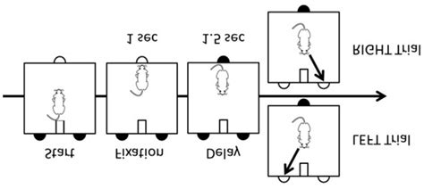 Experimental Design Of The Memory Guided Spatial Alternation Including Download Scientific