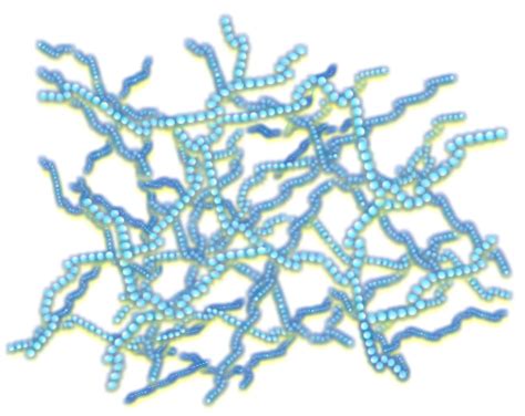 Natural Polysaccharide And Chemically Modified Polysaccharide Series