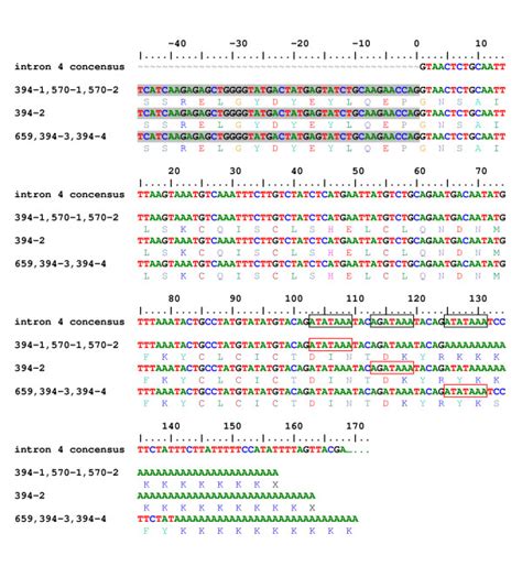 Nucleotide And Deduced Amino Acid Sequences Of 7 Major Transcripts Download Scientific Diagram