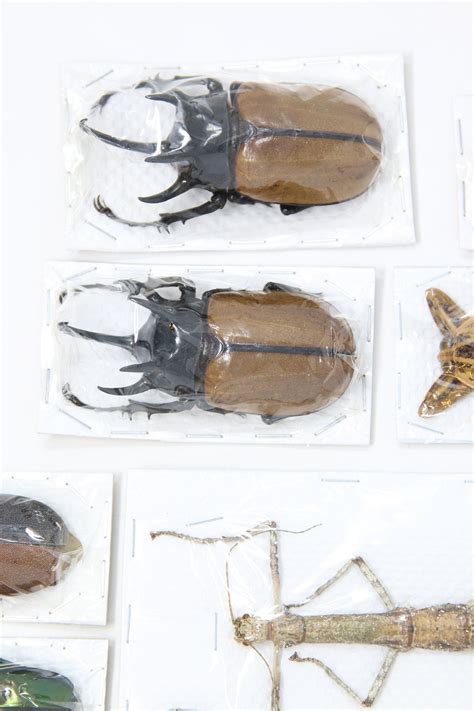 Mixed Assorted Insects Bug Collection A1 Quality Real Dry Preserved