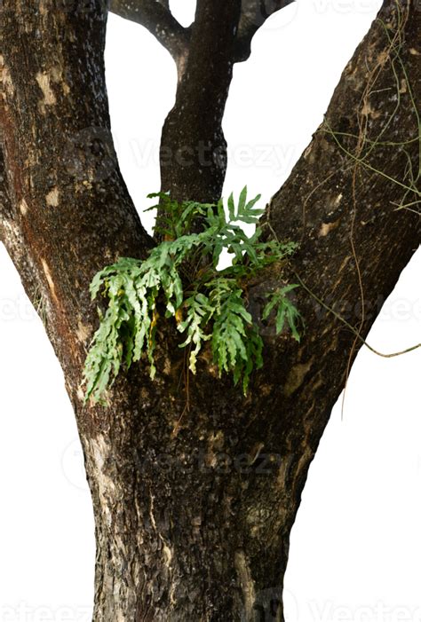 Jungle Tree Trunk With Fern Plants Isolated 28080458 PNG