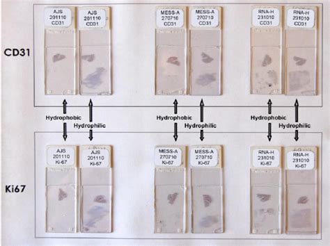 Macroscopic Comparison Of Tissue Retention On Hydrophobic And Download Scientific Diagram