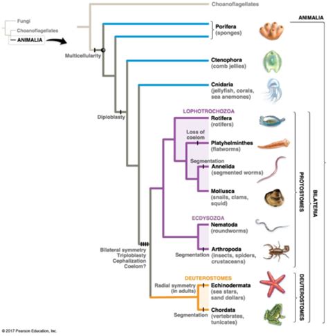 Biology 106 Exam Flashcards Quizlet