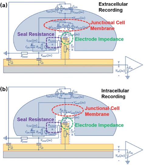 Equivalent Electrical Circuit Models Of A Nanoelectrode Neuron