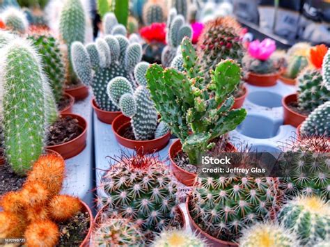 다양한 색상의 작은 선인장 식물이 정원 센터의 테이블에 있습니다 0명에 대한 스톡 사진 및 기타 이미지 0명 개화기 계절 Istock