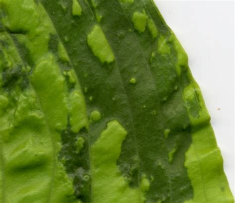 Hosta Virus X Oklahoma State University