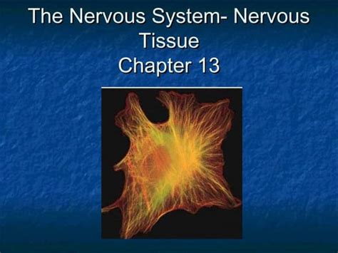 Nervous System Structure And Functionppt