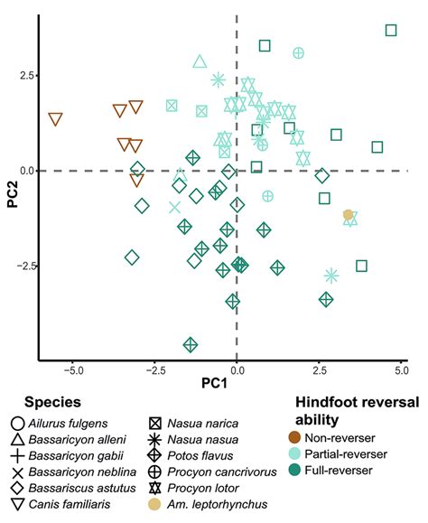 Plot Of The Two First Axes Of The Pca Performed From The Osteological Download Scientific