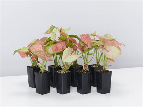 Syngonium Neon Pink | Buy Online Aus | Plants in a Box