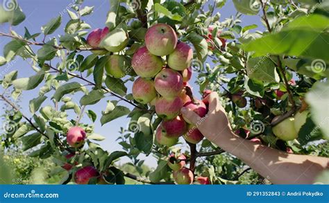Close Up Of A Man S Hand Plucking An Apple From A Tree Branch In The