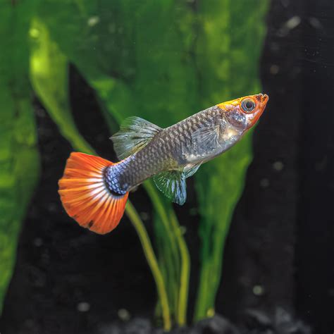 Koi Tuxedo Females Poecilia Reticulata Bred In Sa Judys Planted Tanks
