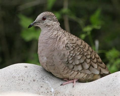 Inca Dove Photos Birdspixbirdspix