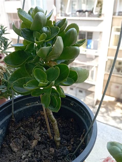 Стайно цвете Каланхое Цветя декоративни растения Пловдив Декоративното цвете се нужда