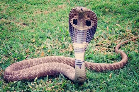 10 Most Dangerous Snakes In Bali Complete Safety Guide