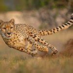 Cheetah Running Meme Generator Imgflip