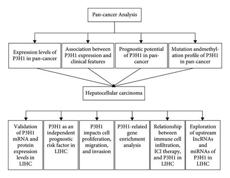 The Workflow Of The Analysis Steps Ici Immune Checkpoint Inhibitor Download Scientific