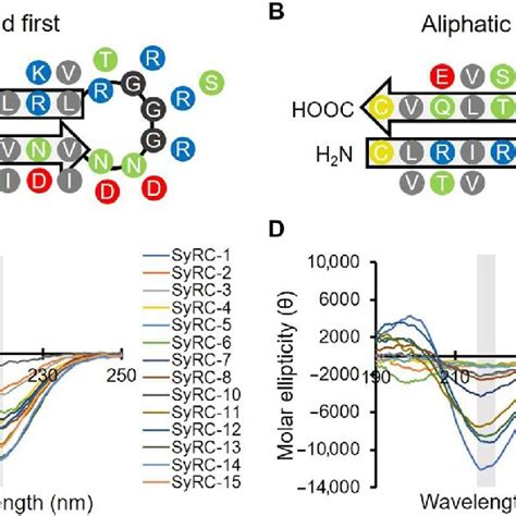 Synch Peptides Show β Hairpin Secondary Structure Diagrams Showing The Download Scientific