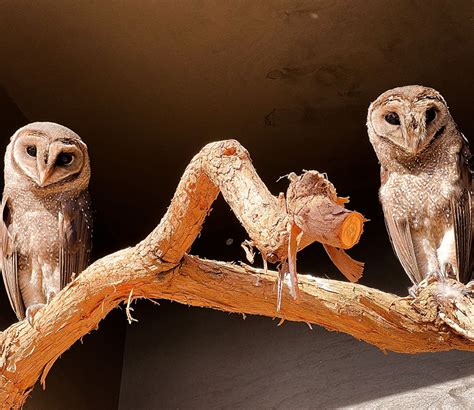 Greater Sooty Owl Moonlit Sanctuary