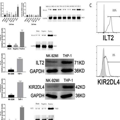 Hla G Expression In Gastric Cancer And The Correlations Between Hla G Download Scientific