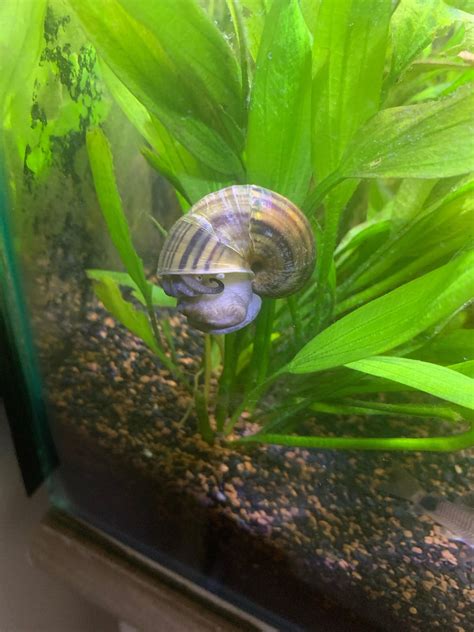 What Is Wrong With Its Shell Raquariums What Is Wrong With Its Shell Raquariums