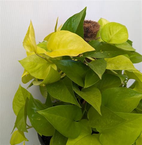 Epipremnum Lemon Lime Guildford Garden Centre