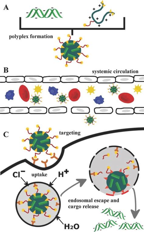 4 10 The Various Barriers To Cross For The Nucleic Acid Delivery From