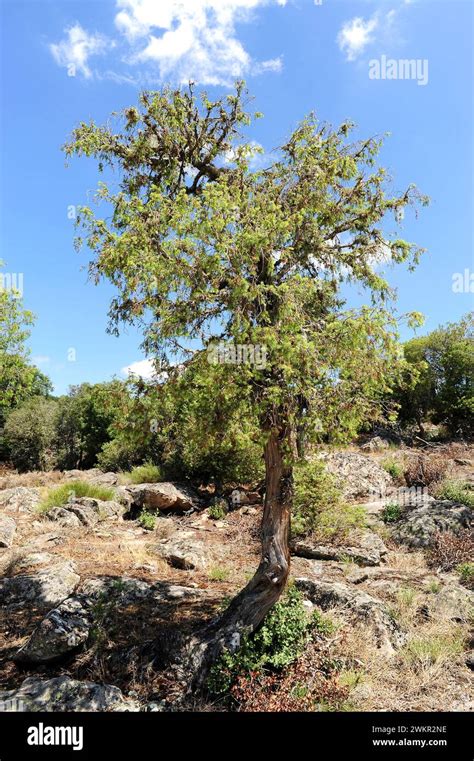Cade Juniper Or Prickly Juniper Juniperus Oxycedrus Is An Evergreen