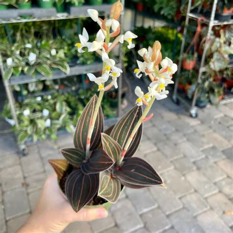 20 Different Types Of Orchid You Can Grow At Home Plants Spark Joy