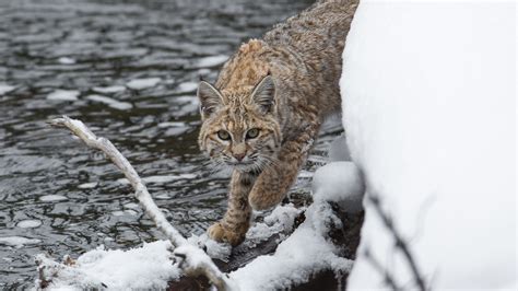 Bobkitten Wallpapers Wallpaper Cave