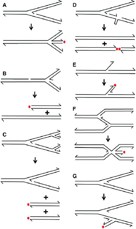 Sources Of Dna Double Strand Breaks Formed During Dna Replication Red
