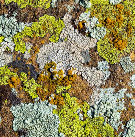 Identifying Lichen In Your Garden
