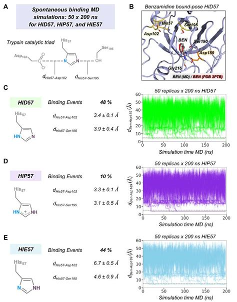 The Effect Of His57 Protonation In Benzamidine Binding A Download Scientific Diagram