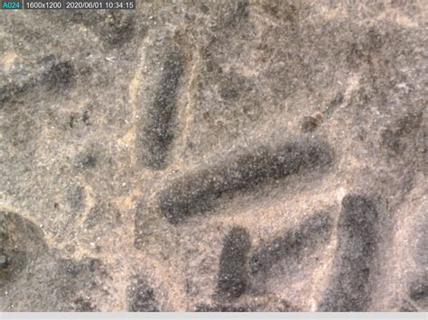 Giant Bacteria Fossil Id The Fossil Forum
