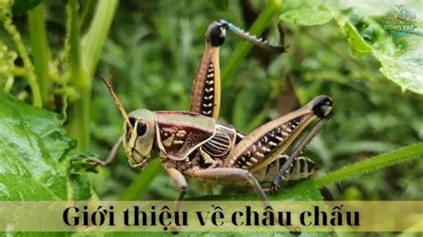 Khám Phá Châu Chấu Những Bí Mật Chưa Từng được Tiết Lộ