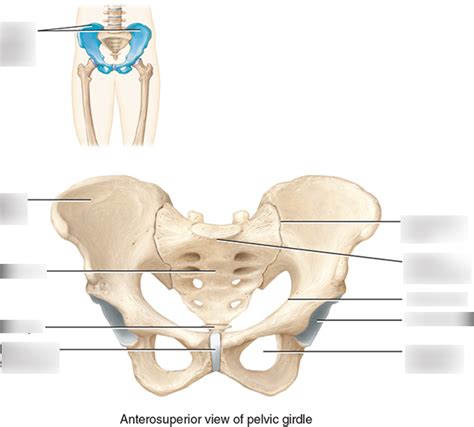 Pelvic Girdle Diagram Quizlet