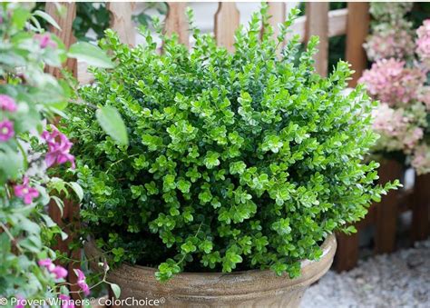20 Best Boxwood Shrubs To Plant Boxwood Bush And Hedge Ideas