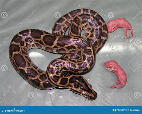 Burmese Python Python Bivittatus Stock Image Image Of Belgrade Reptiles 276758491