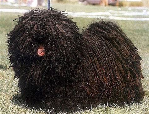 6 Dog Breeds With Dreadlocks And How That Even Works The Rover Blog