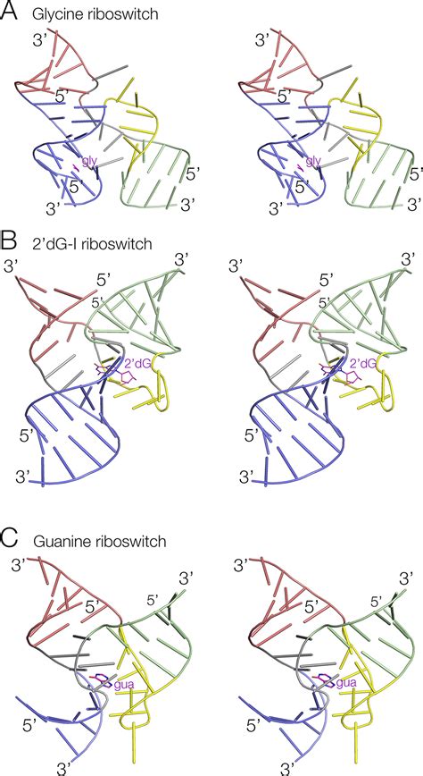 Some General Principles Of Riboswitch Structure And Interactions With