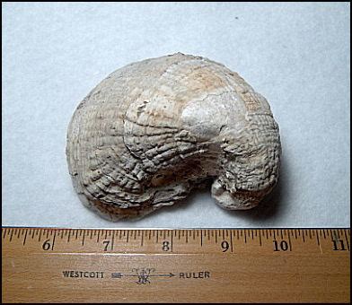 Fossils Questions Flashcards Quizlet