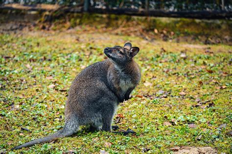 The Cost Of Preventing Species Extinctions In Australia New Paper Released Environment