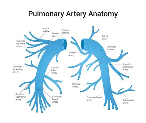 Anatomy Of The Pulmonary Artery Premium Vector