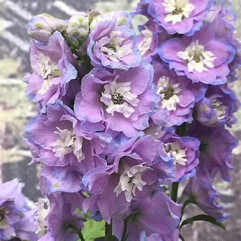 Buy Delphinium Delphinium Cameliard Group £999 Delivery By Crocus Buy Delphinium Delphinium Cameliard Group £999 Delivery By Crocus