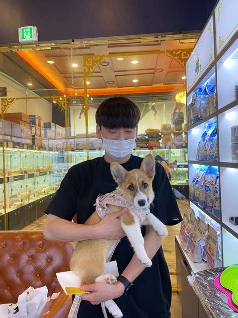 평택 2021 0032 웰시코기 처음 책임분양 포메라니안키우는방법 말티즈키우는방법 말티푸키우는방법 푸들키우는방법 먼치킨키우는방법 랙돌키우는방법 브리티쉬숏헤어키우는방법