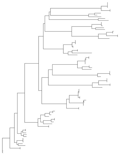 Iqtreeggtree绘制进化树教程 知乎