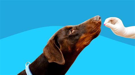 Gabapentin Overdose In Dogs Causes Signs And What To Do